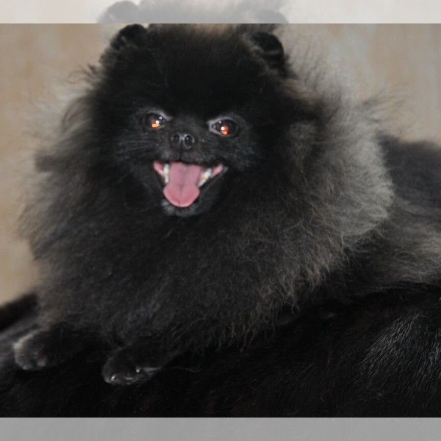 Померанский шпиц, щенок