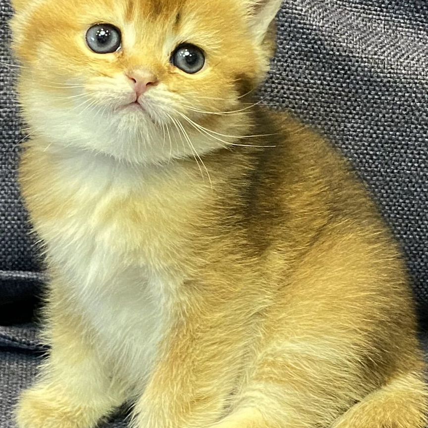 Золотой британский котик