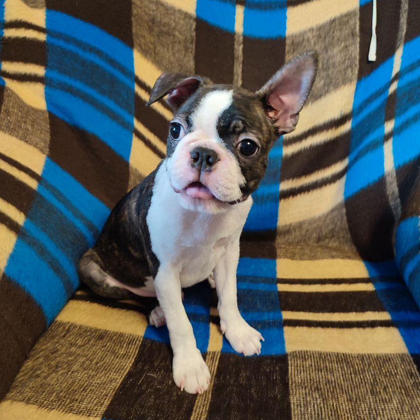 Тигренок Бостон терьер