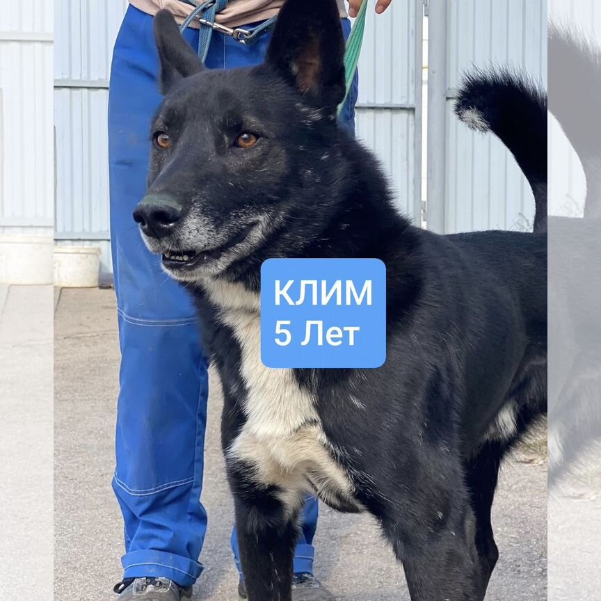 Взрослый пёс в добрые руки