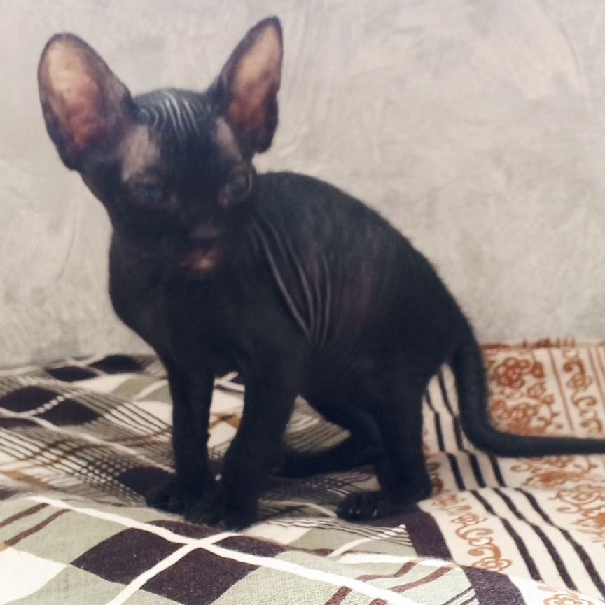 Котята сфинкс