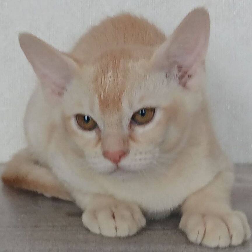 Европейский бурманский котёнок