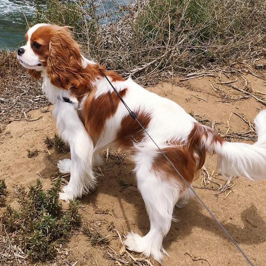 Кавалер кинг-чарльз-спаниель, взрослая собака