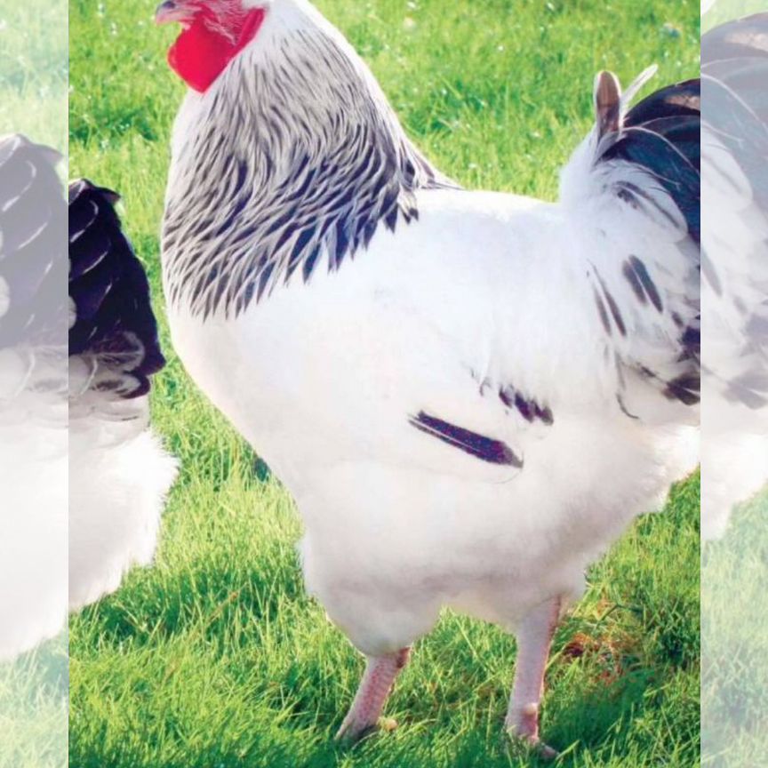 Петухи рабочие молодые