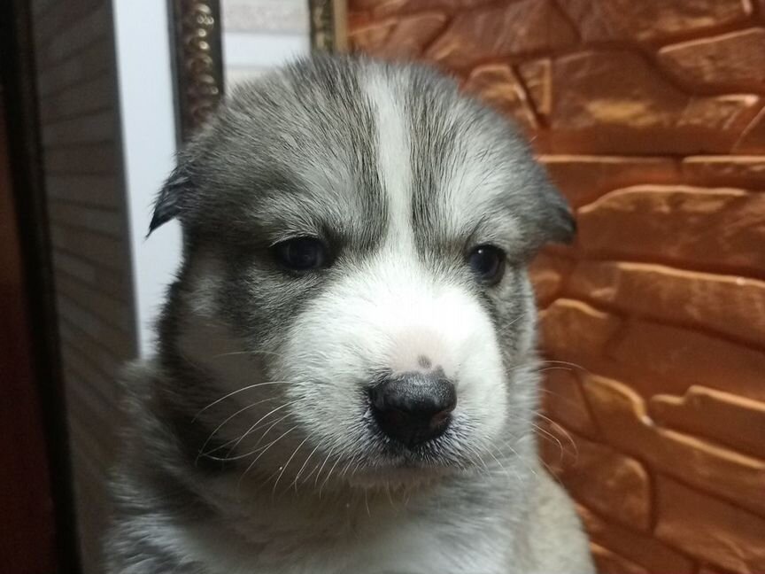 Хаски щенок