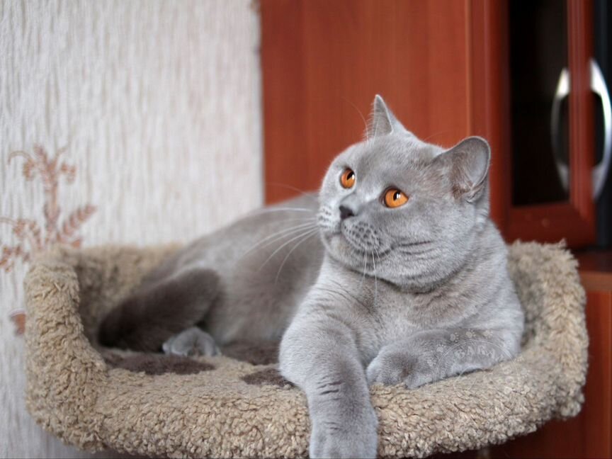 Британская короткошерстная кошка