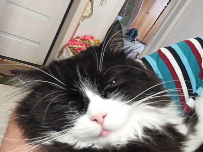 Отдам бесплатно кота