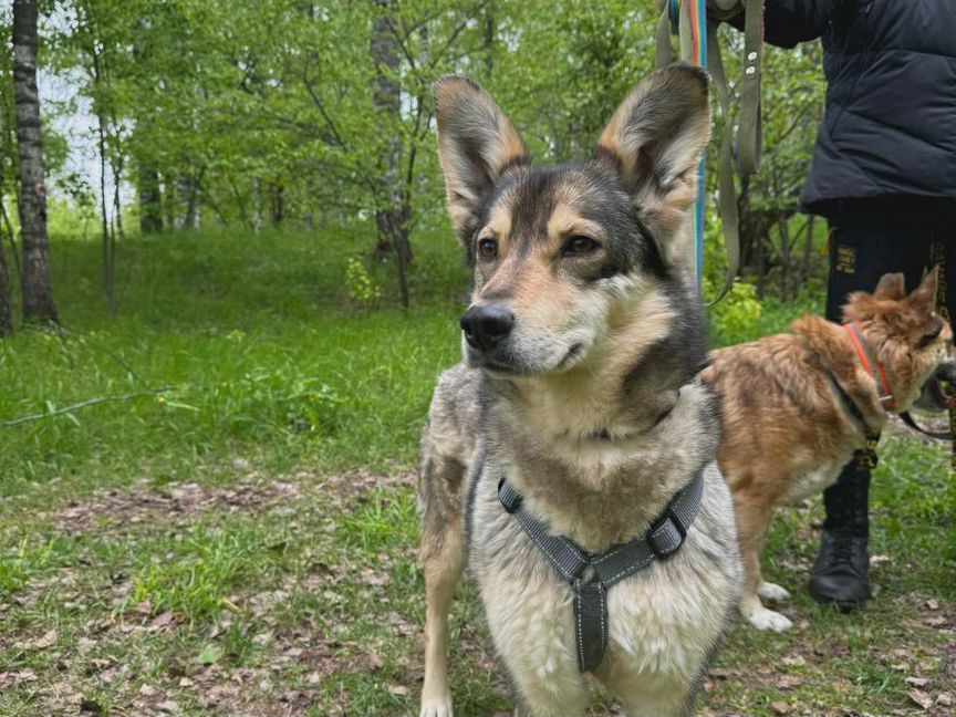 Маленькая собачка страдает в приюте