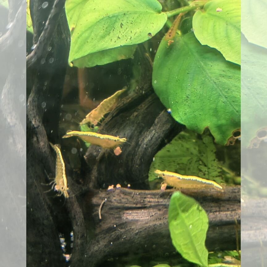 Креветки желтый неон