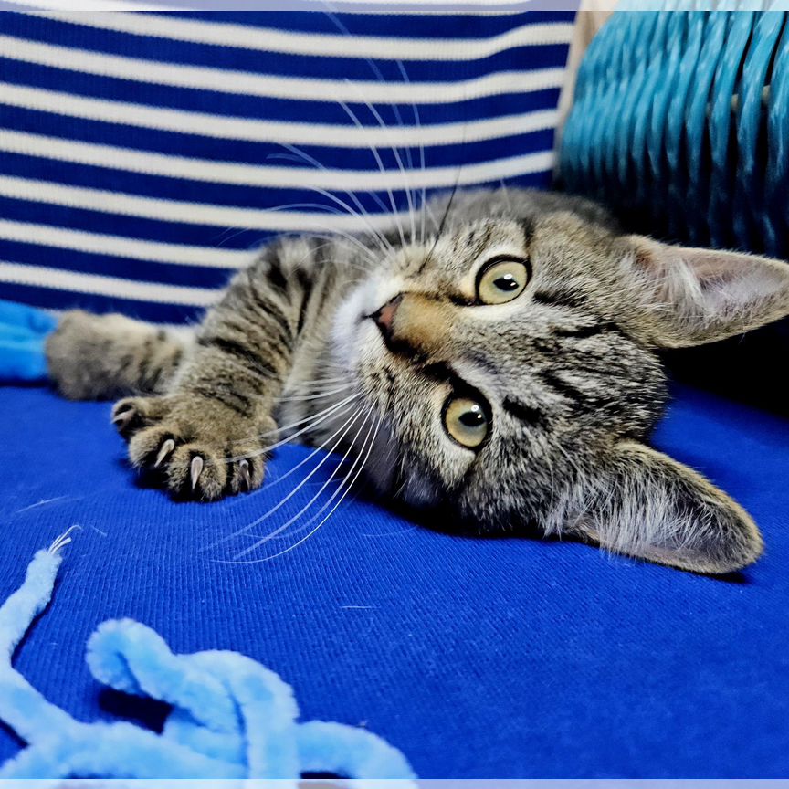 Скоттиш страйт табби