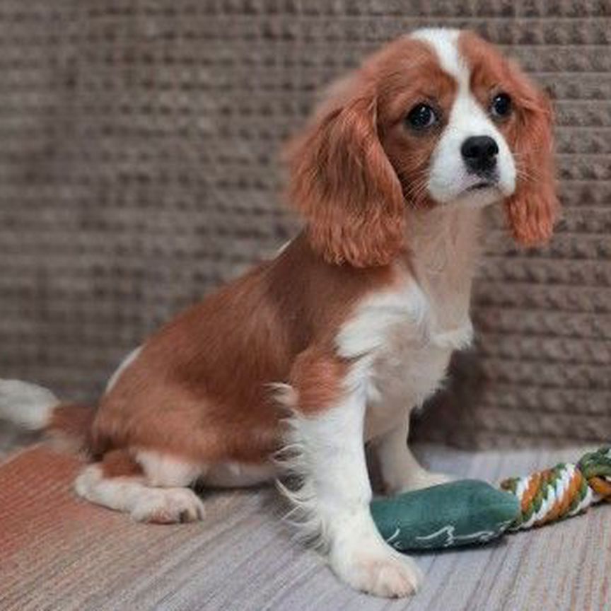 Кавалер кинг-чарльз-спаниель, щенок