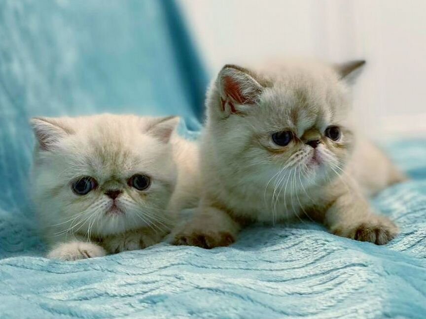Котята персы для ленивых