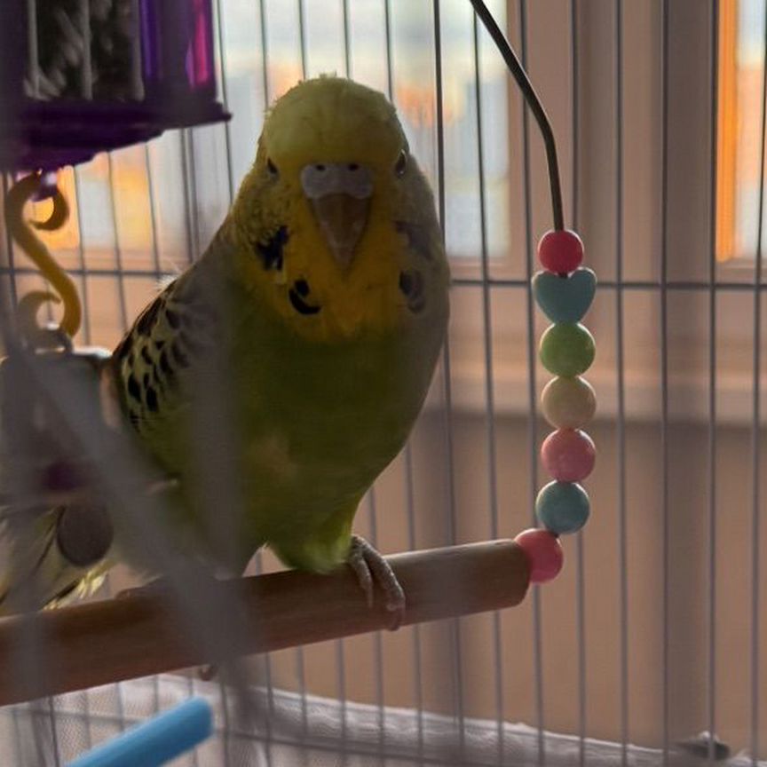 Волнистый попугай