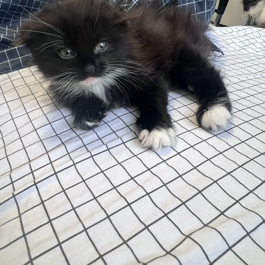 Котёнок в добрые руки