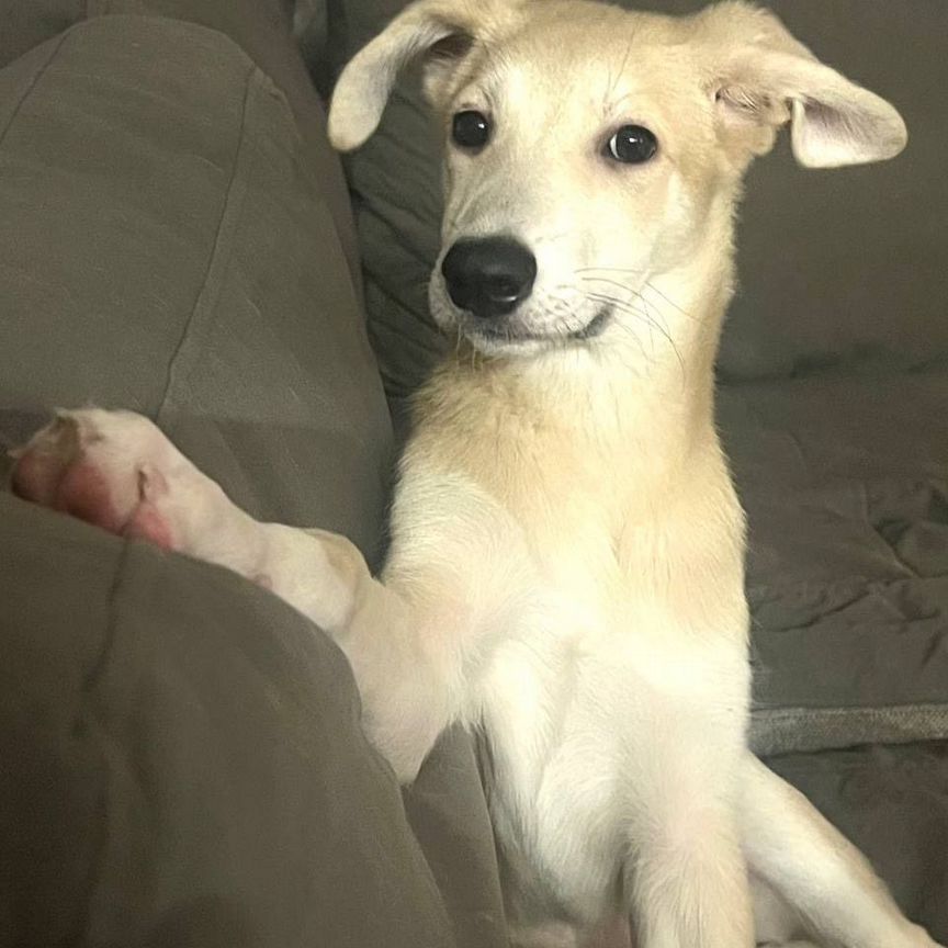 Щенок в добрые руки бесплатно