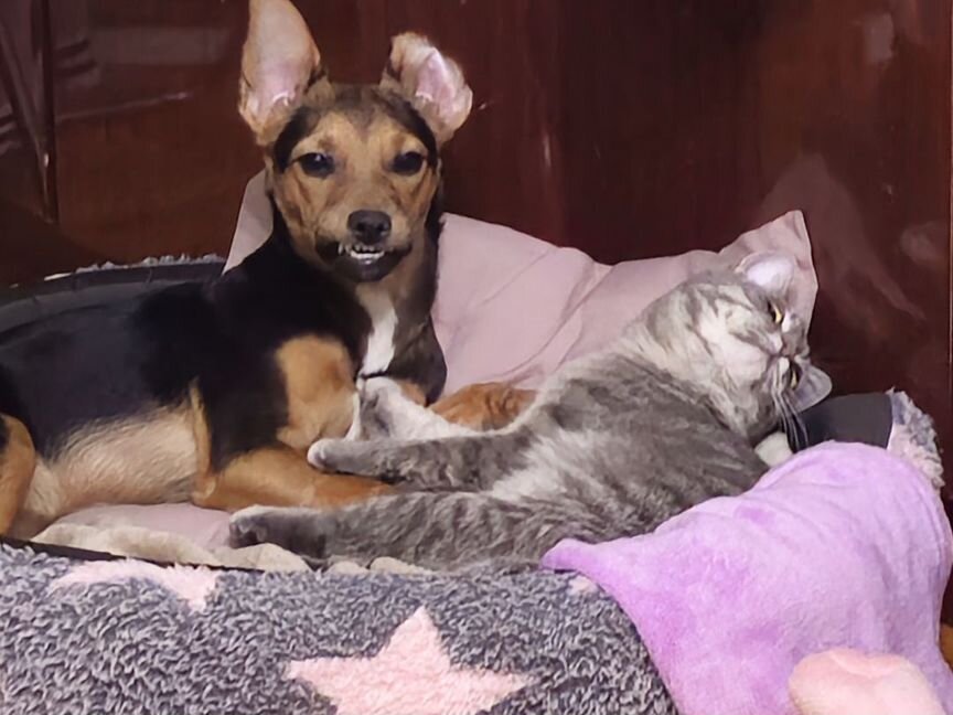 Отдам в добрые руки маленькую собачку