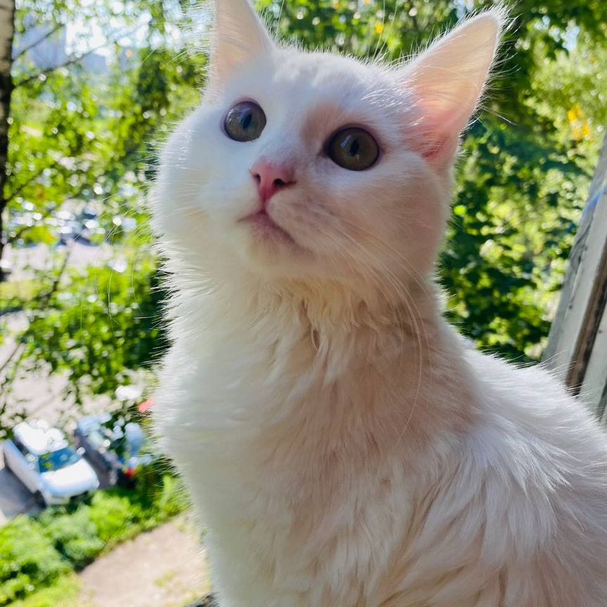 Кошка турецкая ангора