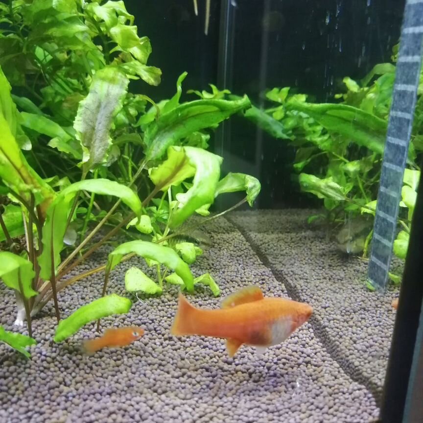 Меченосцы красные