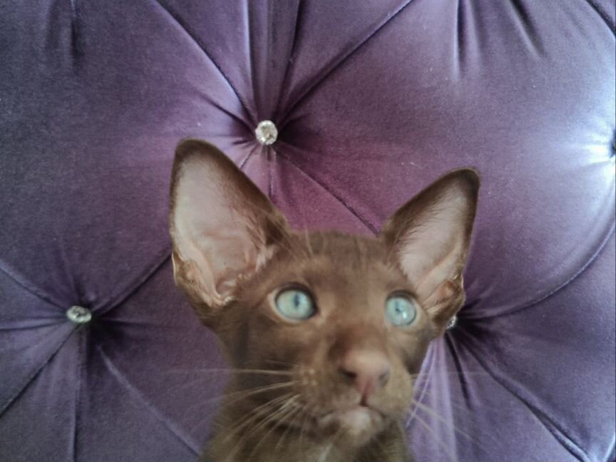 Ориентальные котята