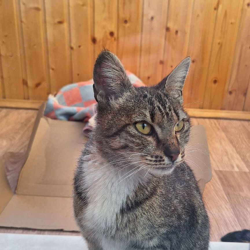 Спасите кошку