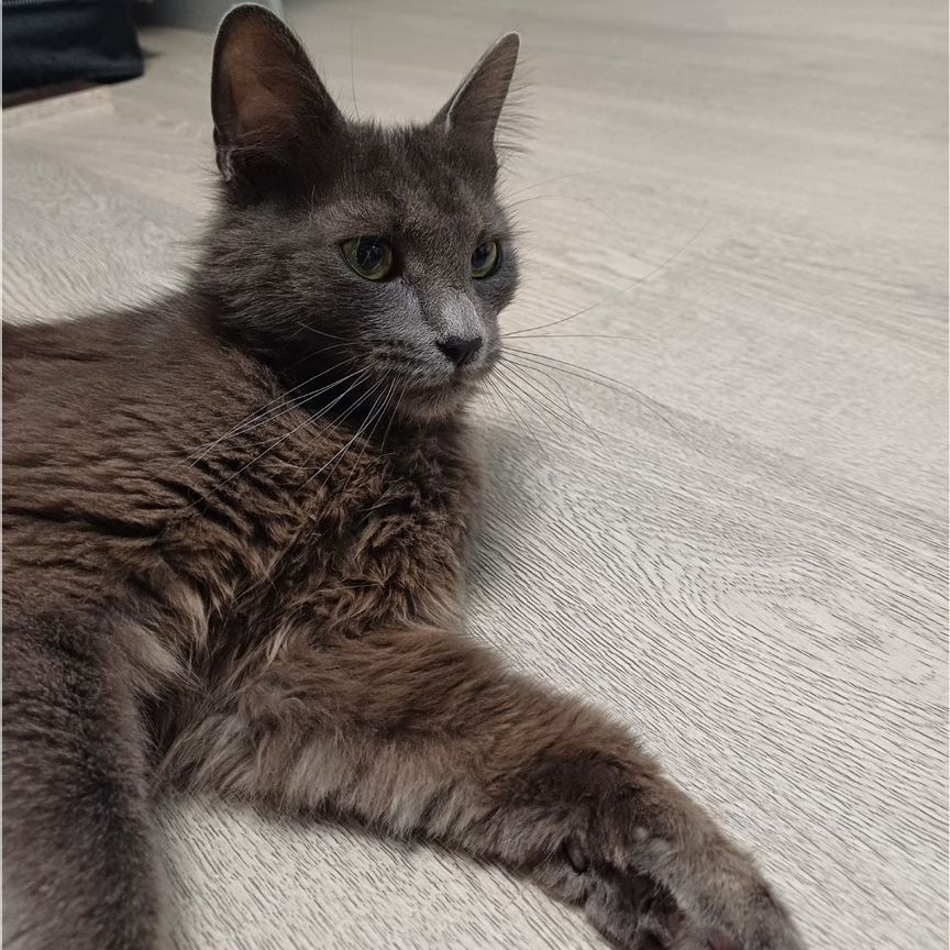 Кошка домашняя