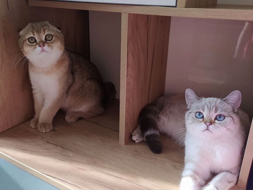 Шотландские вислоухие котята