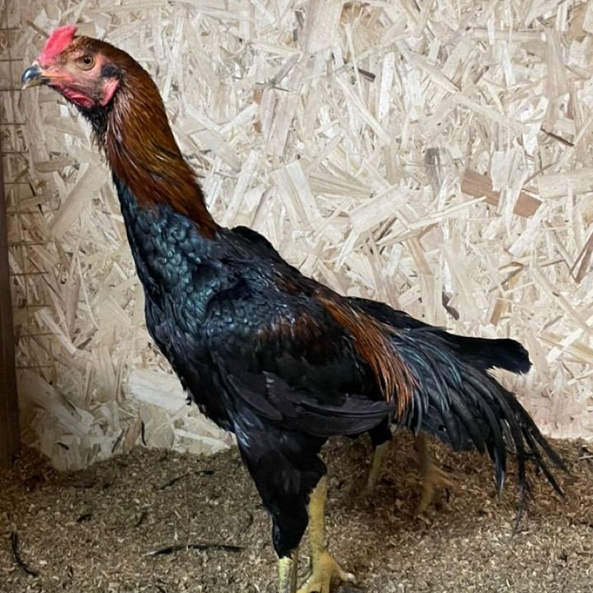 О шамо, Дакан, бойцовые петухи и курицы