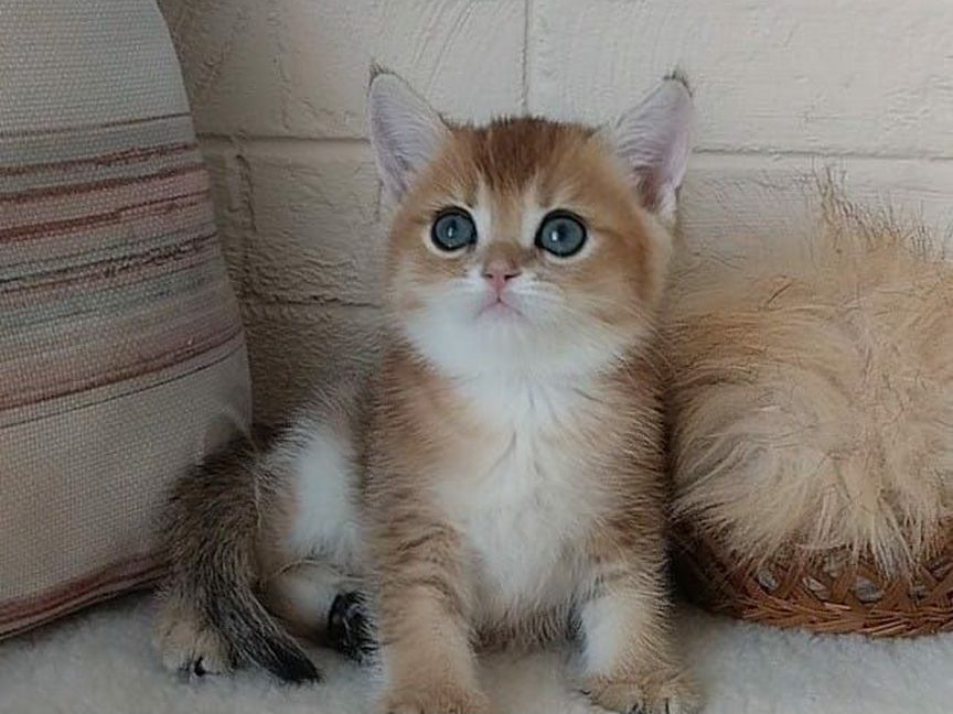 Котенок скоттиш страйт