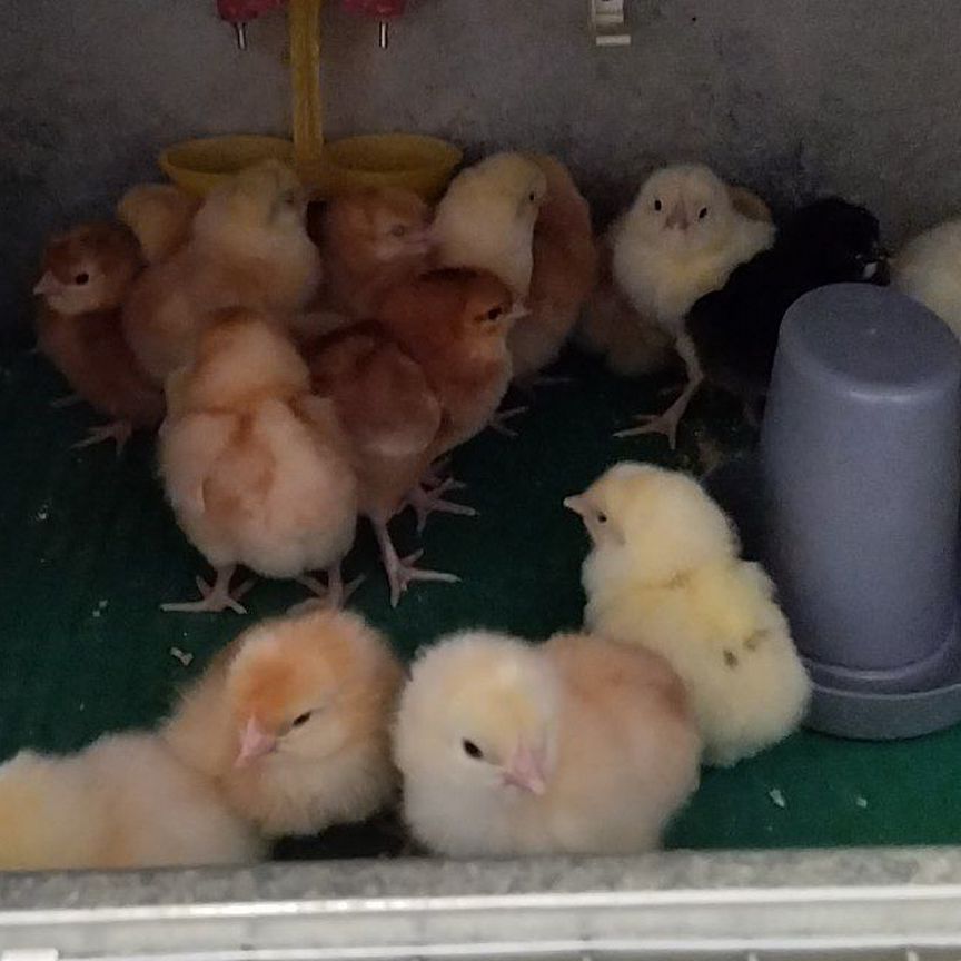 Цыплята несушки