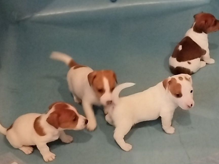 Джек Рассел терьер