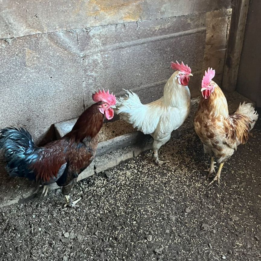 Молодые петухи