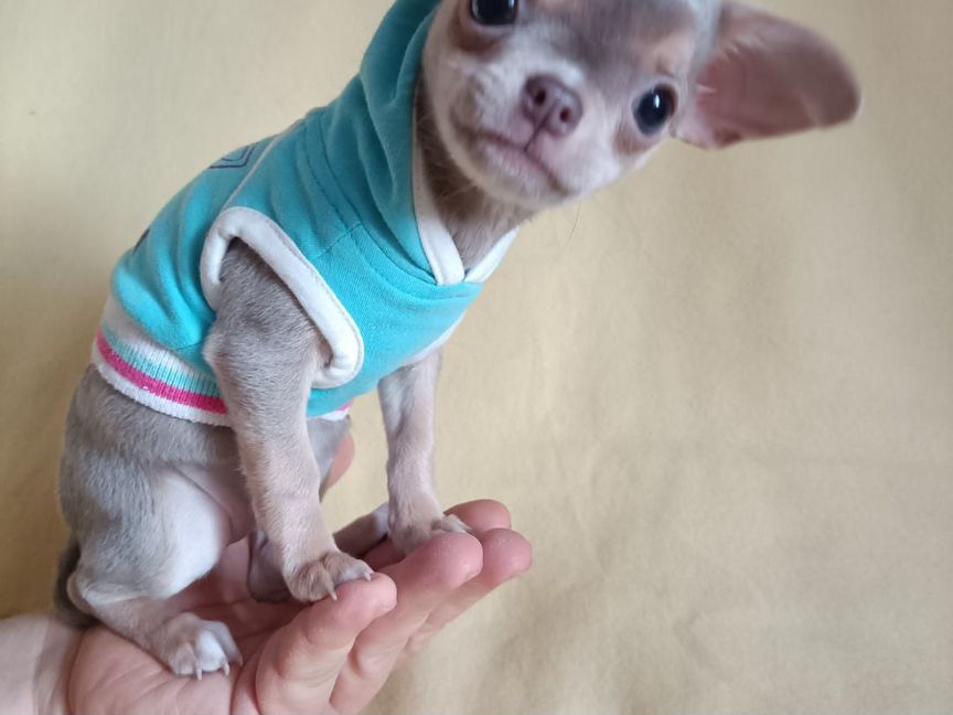 Девочка чихуахуа