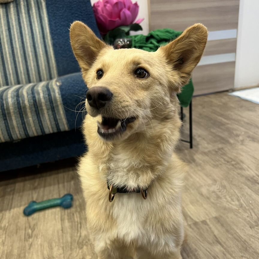 Взрослый пёс в добрые руки