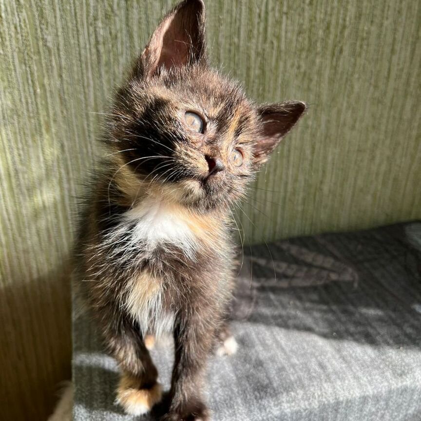 Котëнок в добрые руки