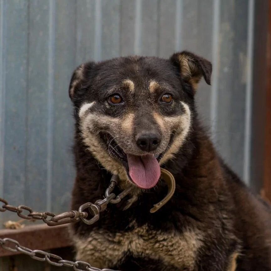 Собака Злодейка в терпеливые руки