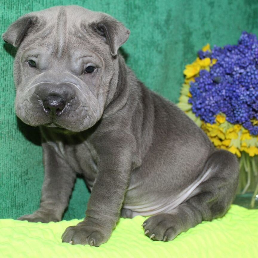 Шарпей, щенок