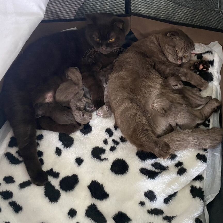 Шотландский вислоухий короткошёрстный котёнок