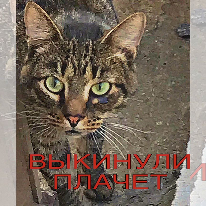 Взрослый кот в добрые руки