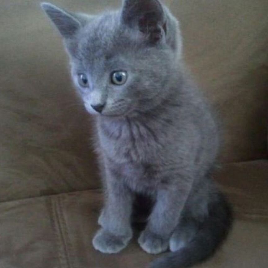 Британский котенок. Девочка