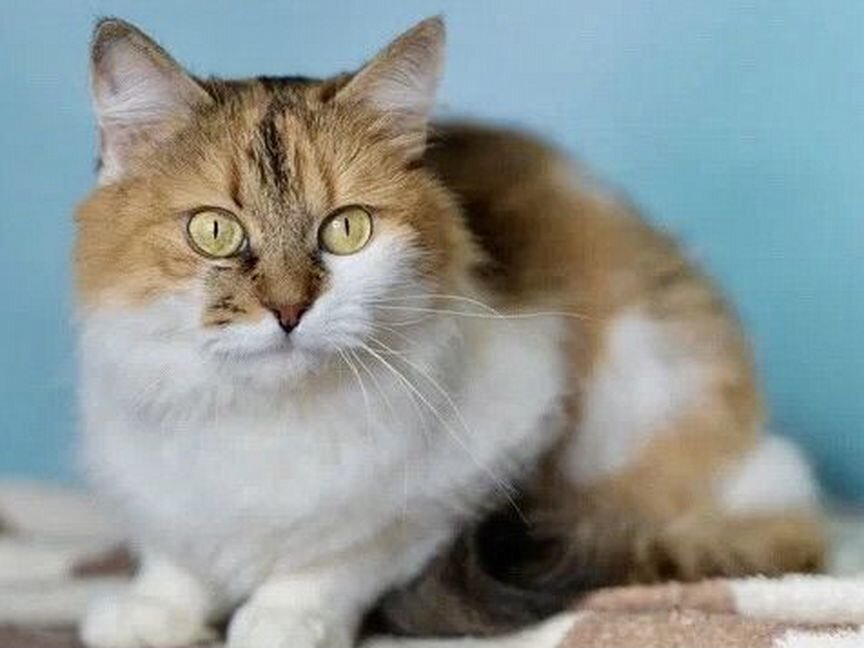 Кошка в добрые руки