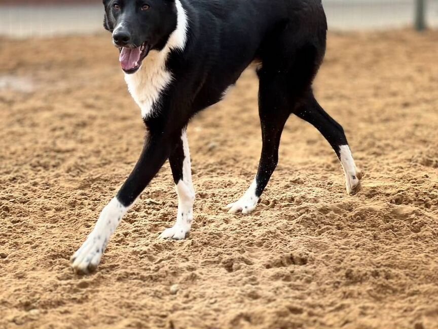 Бэтти из приюта Малинки