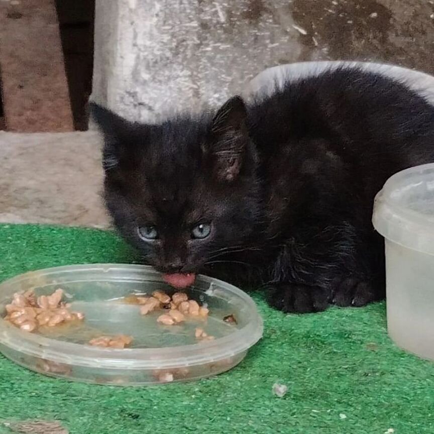 Котёнок в добрые руки