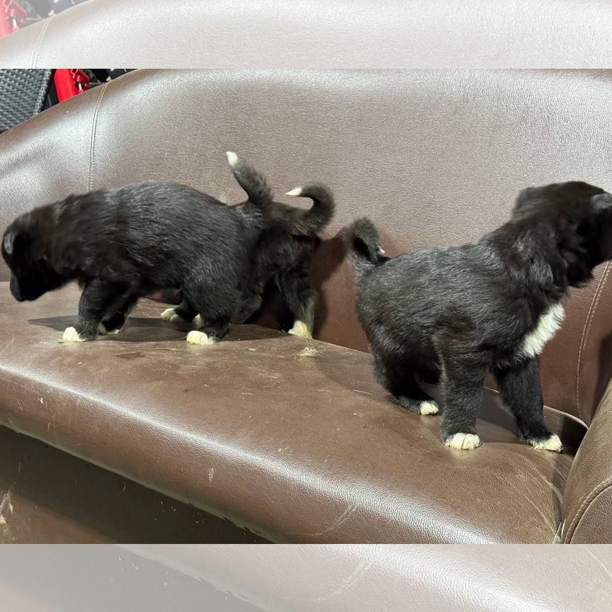 Щенки помесь немецкой овчарки и американской акиты