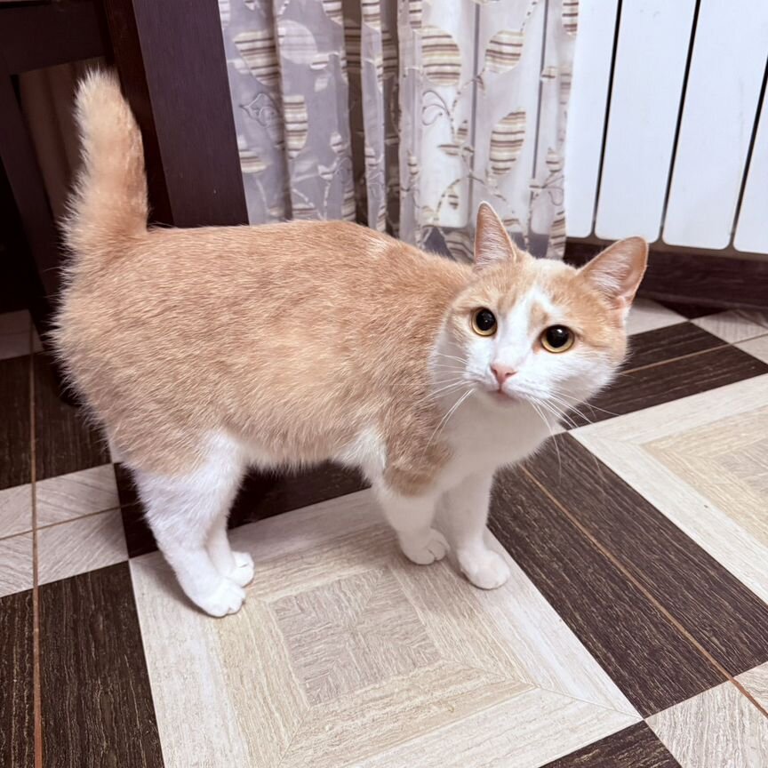 Взрослая, кошка в добрые руки