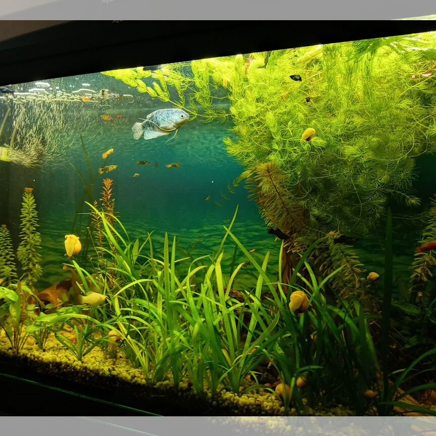 Растения для аквариума