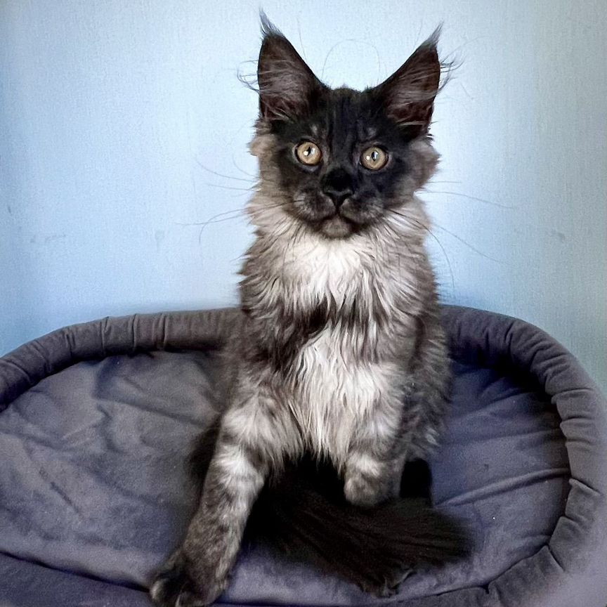 Мейн-кун котёнок