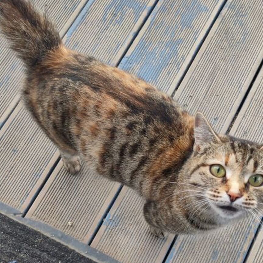 Взрослая кошка в добрые руки