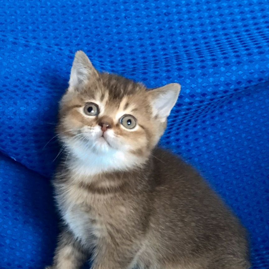 Котик прямоушка