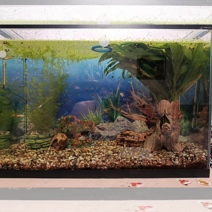 Ряска для аквариума