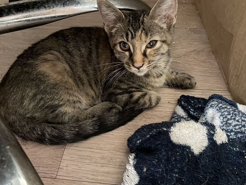 Отдам котят в добрые руки девочки 3 месяца